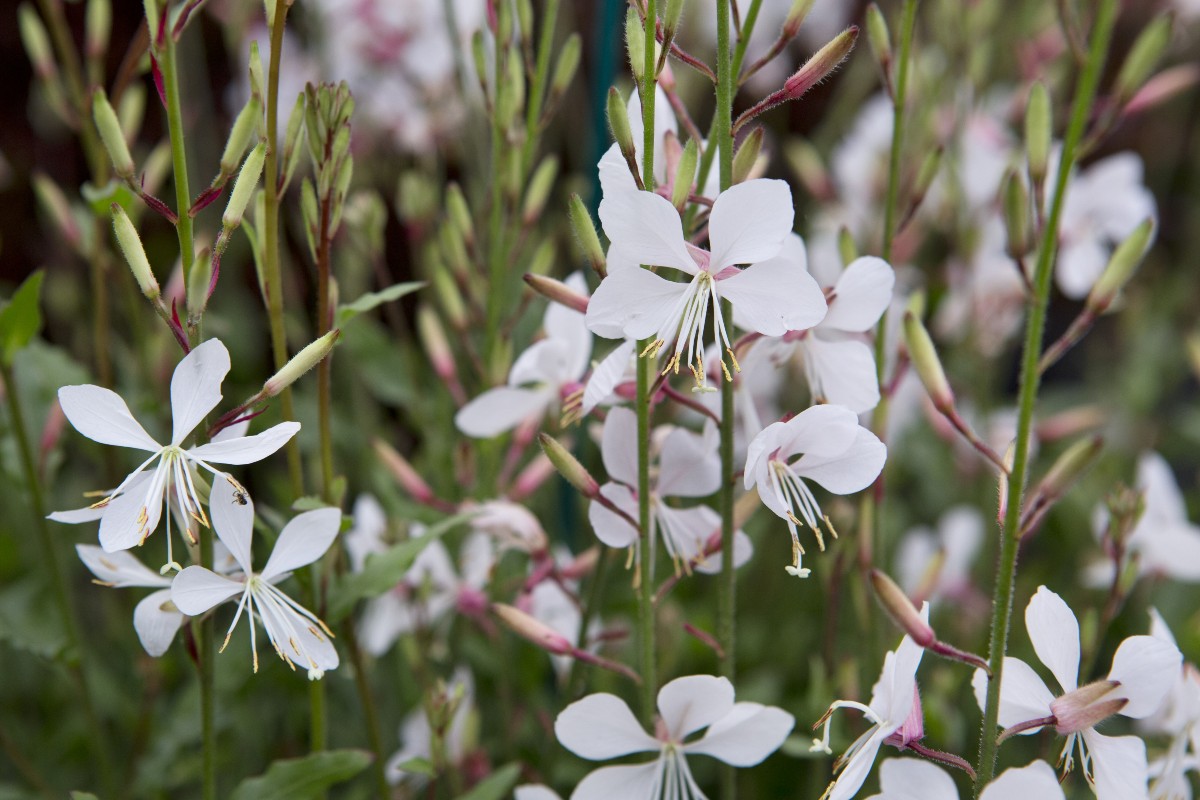 Gaura kweken, planten en verzorgen - Gardeners World
