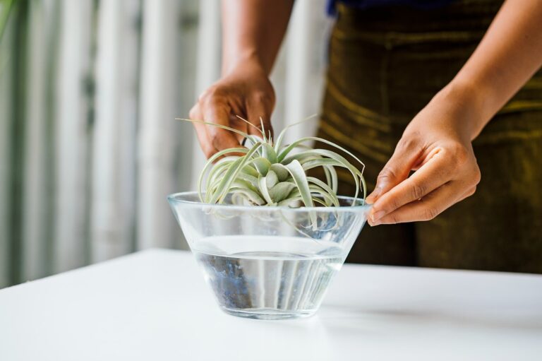 Luchtplantjes (Tillandsia): verzorgen, kweken en meer