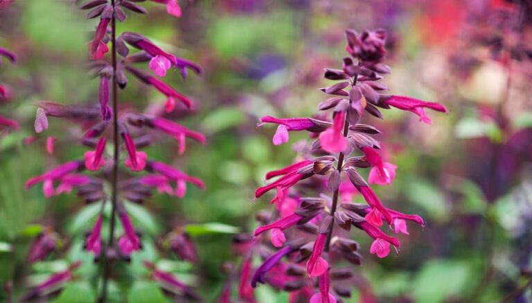 Deze soorten Salvia zijn een lust voor het oog - Gardeners World