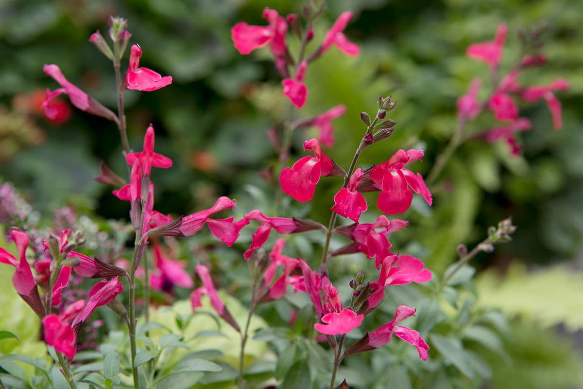 Deze soorten Salvia zijn een lust voor het oog - Gardeners World