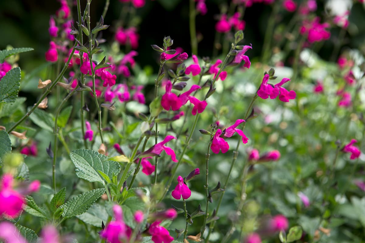Deze soorten Salvia zijn een lust voor het oog - Gardeners World
