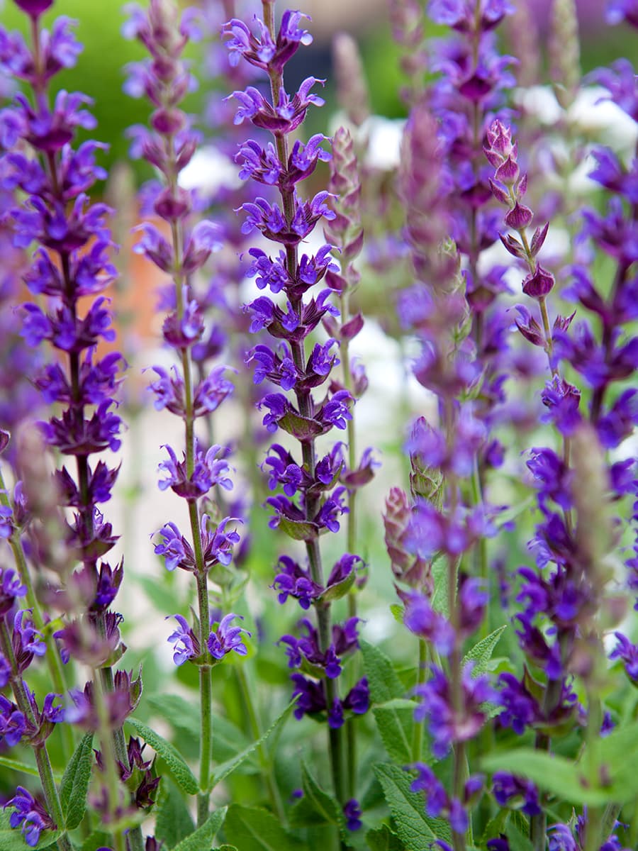 Deze soorten Salvia zijn een lust voor het oog - Gardeners World