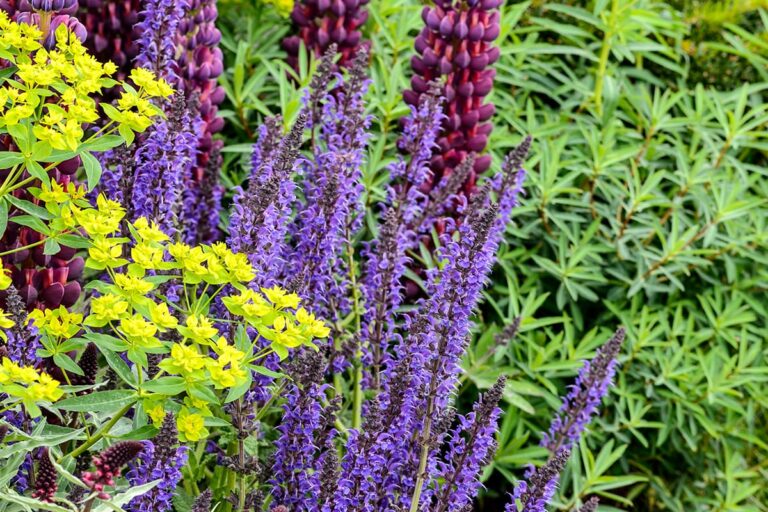 Deze soorten Salvia zijn een lust voor het oog - Gardeners World