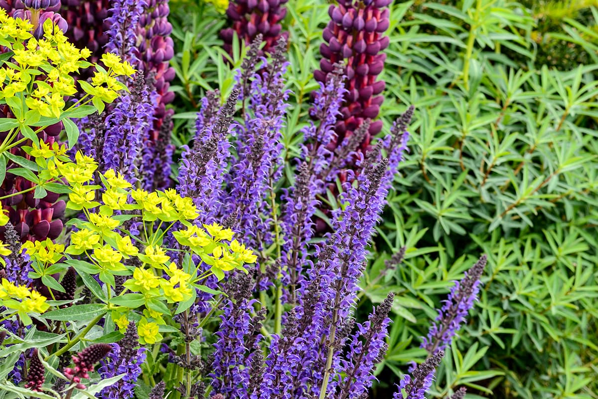 10x vaste planten delen in de herfst (en welke je beter laat staan ...