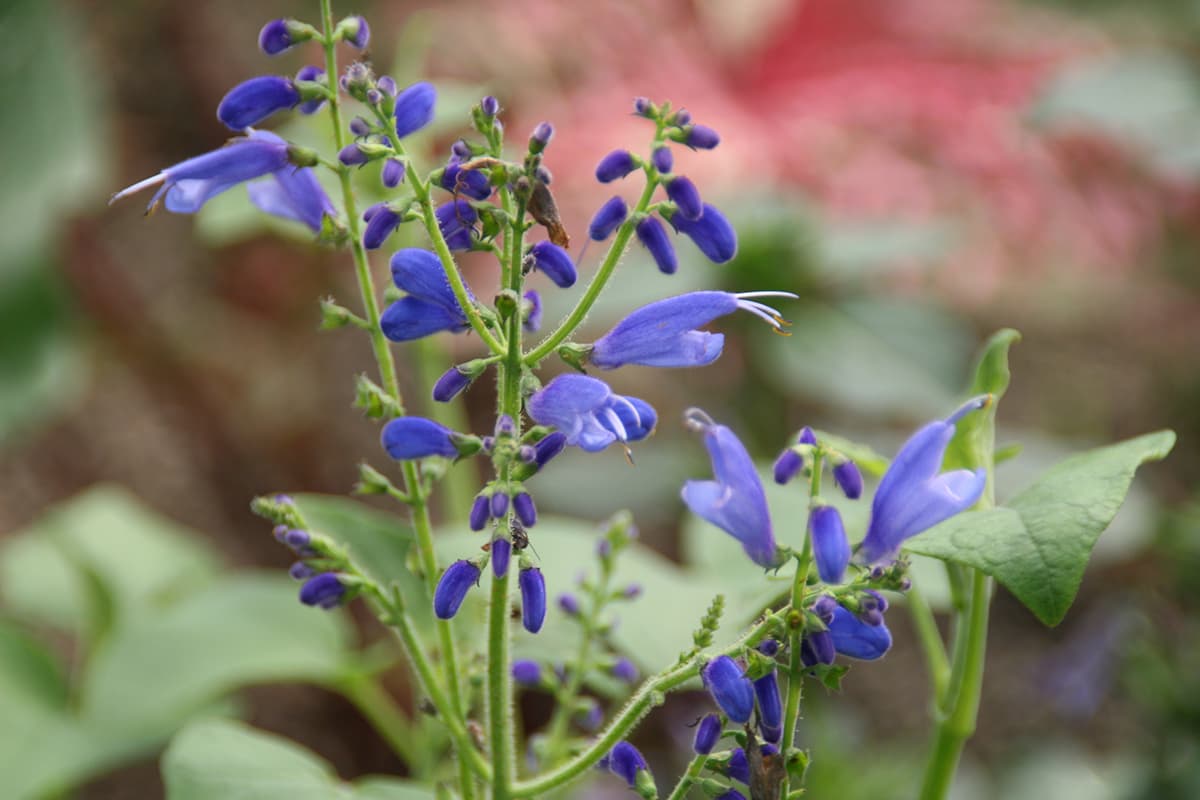 Deze soorten Salvia zijn een lust voor het oog - Gardeners World