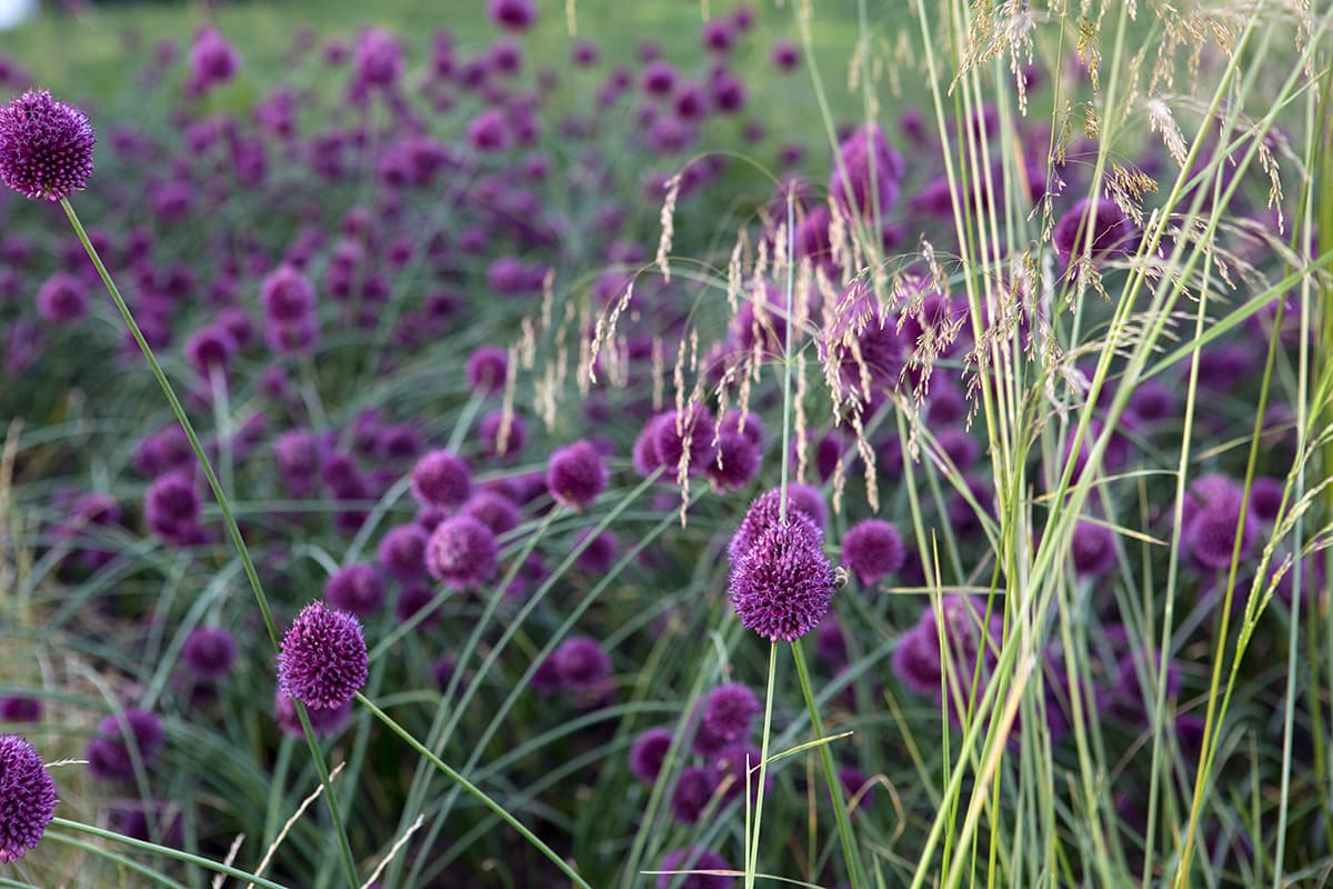 Top 29 planten met paarse bloemen voor in de tuin - Gardeners World