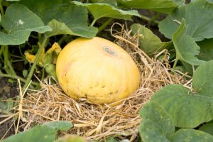 Pompoenplant: van zaaien tot oogsten - Gardeners World