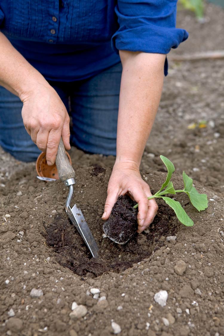 Pompoenplant: van zaaien tot oogsten - Gardeners World