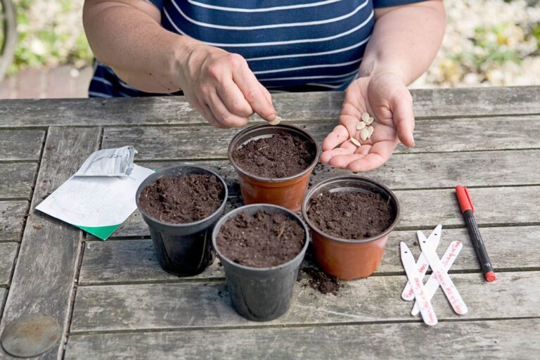 Pompoenplant: van zaaien tot oogsten - Gardeners World