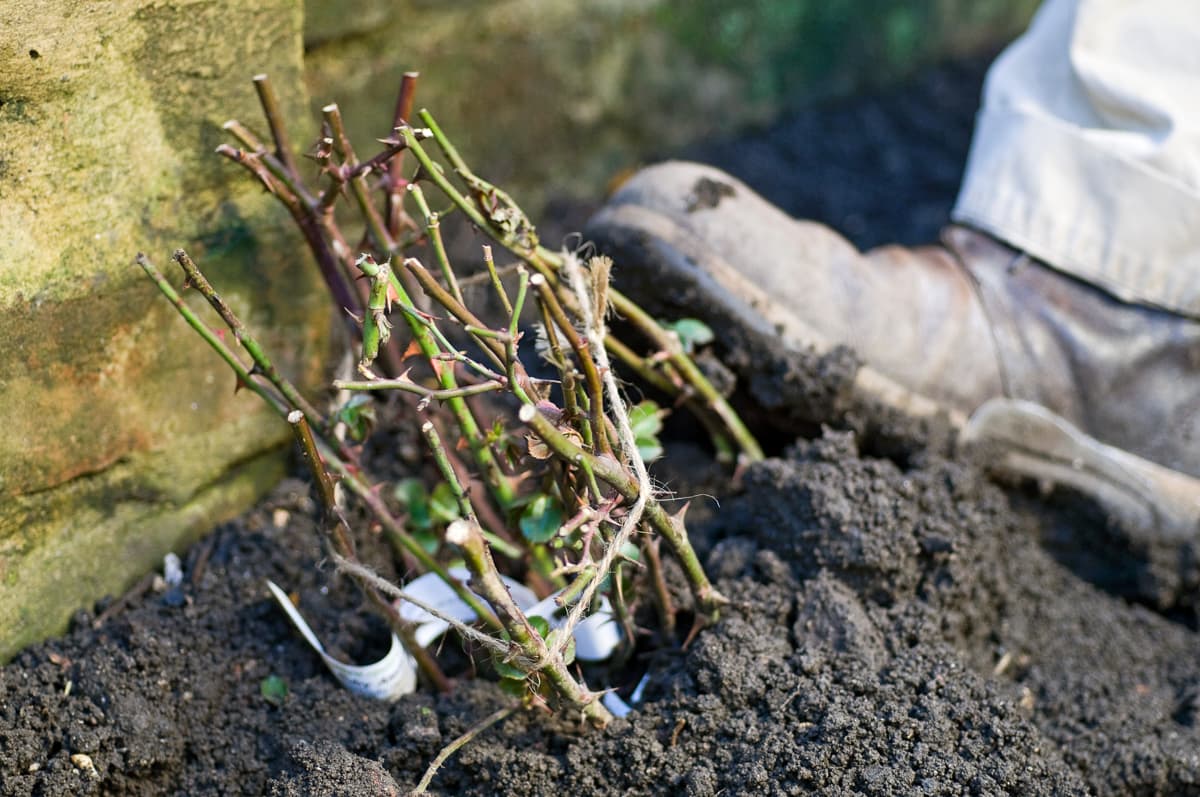 Wat je deze week nog kunt doen in je tuin: 13 tuinklussen voor november ...
