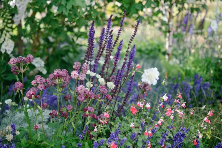 Salvia combineren: de mooiste combinaties - Gardeners World