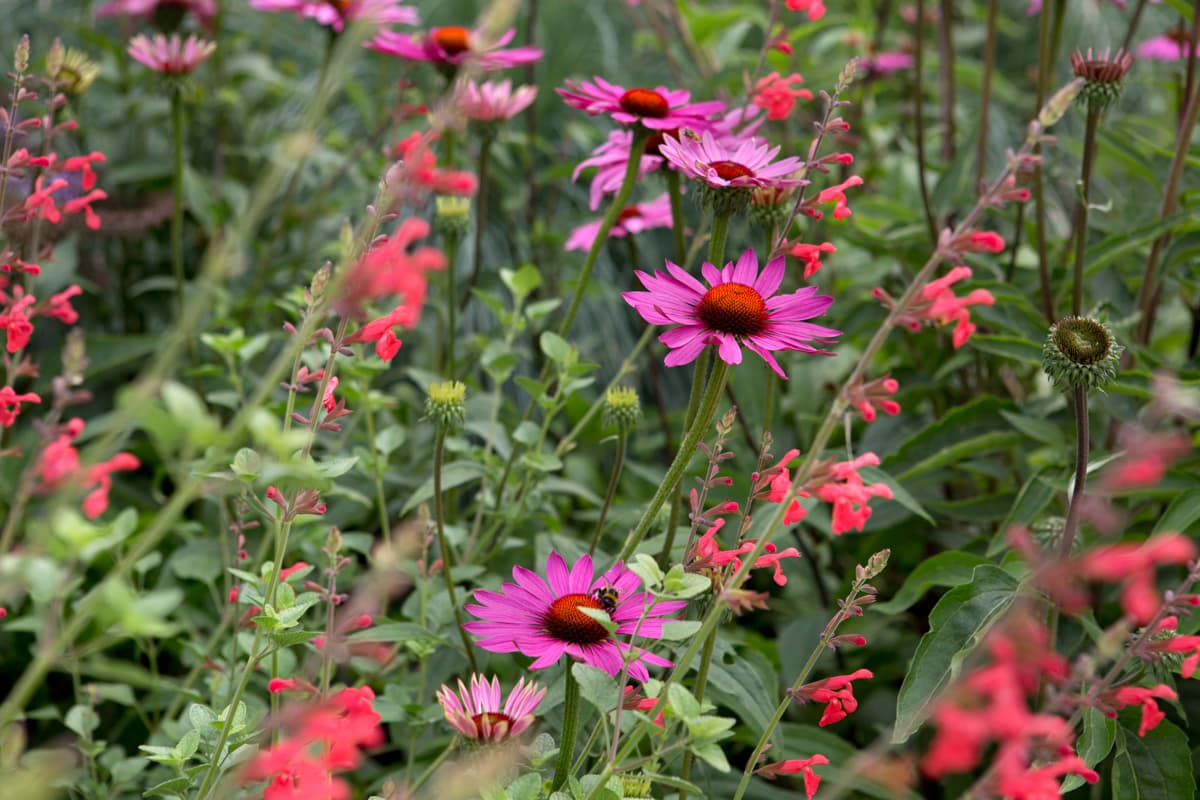 Salvia combineren: de mooiste combinaties - Gardeners World