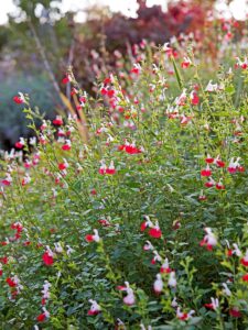 Deze soorten Salvia zijn een lust voor het oog - Gardeners World