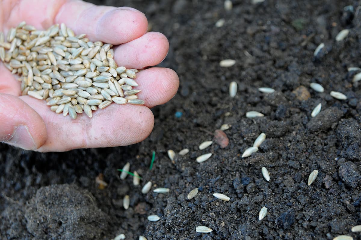 Groenbemesters zaaien in je moestuin: zo doe je dat - Gardeners World