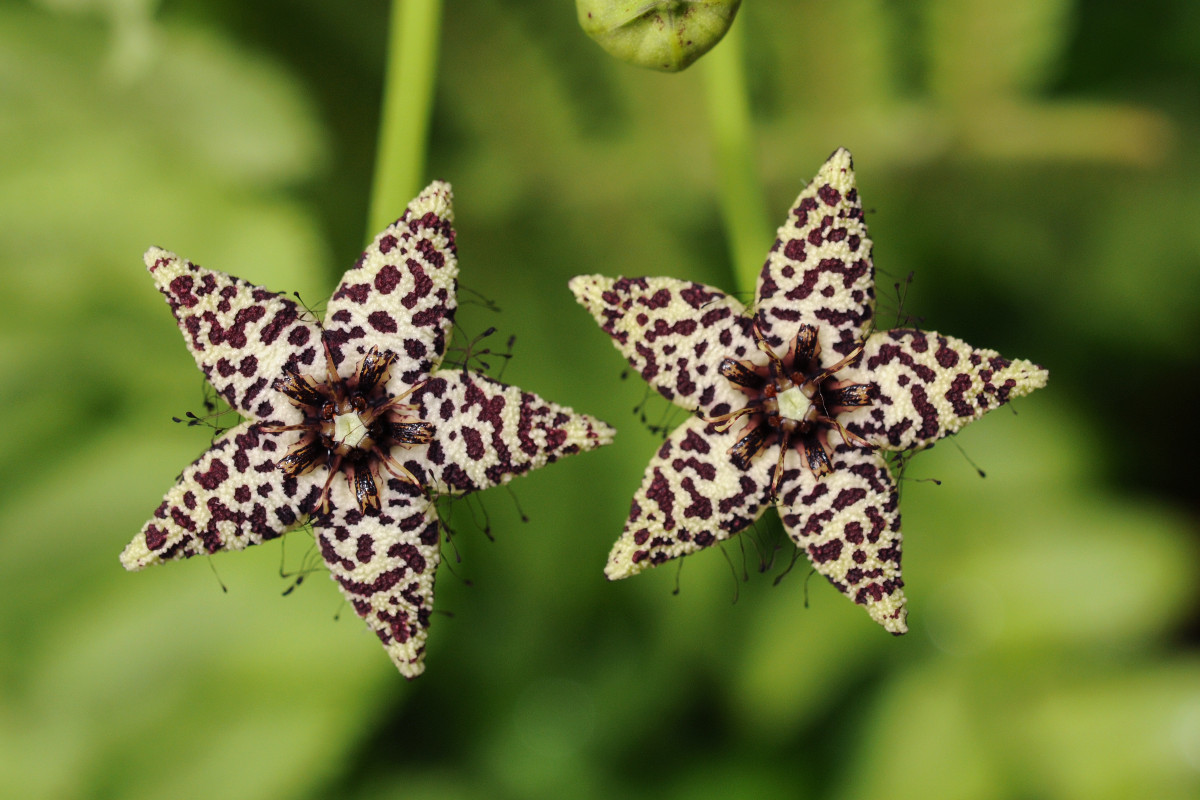 Aasbloemen: prachtige stinkerds - Gardeners World