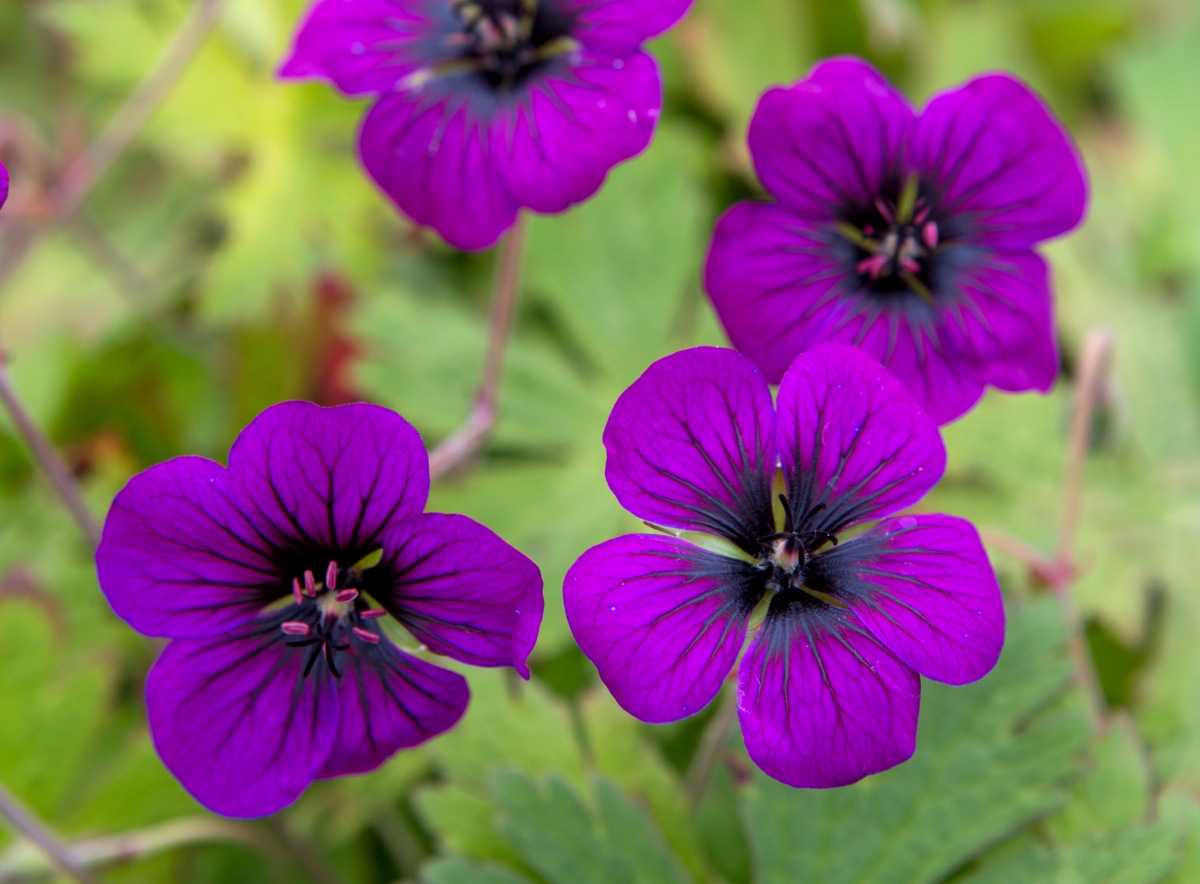 Geranium verzorgen, snoeien en vermeerderen - Gardeners World