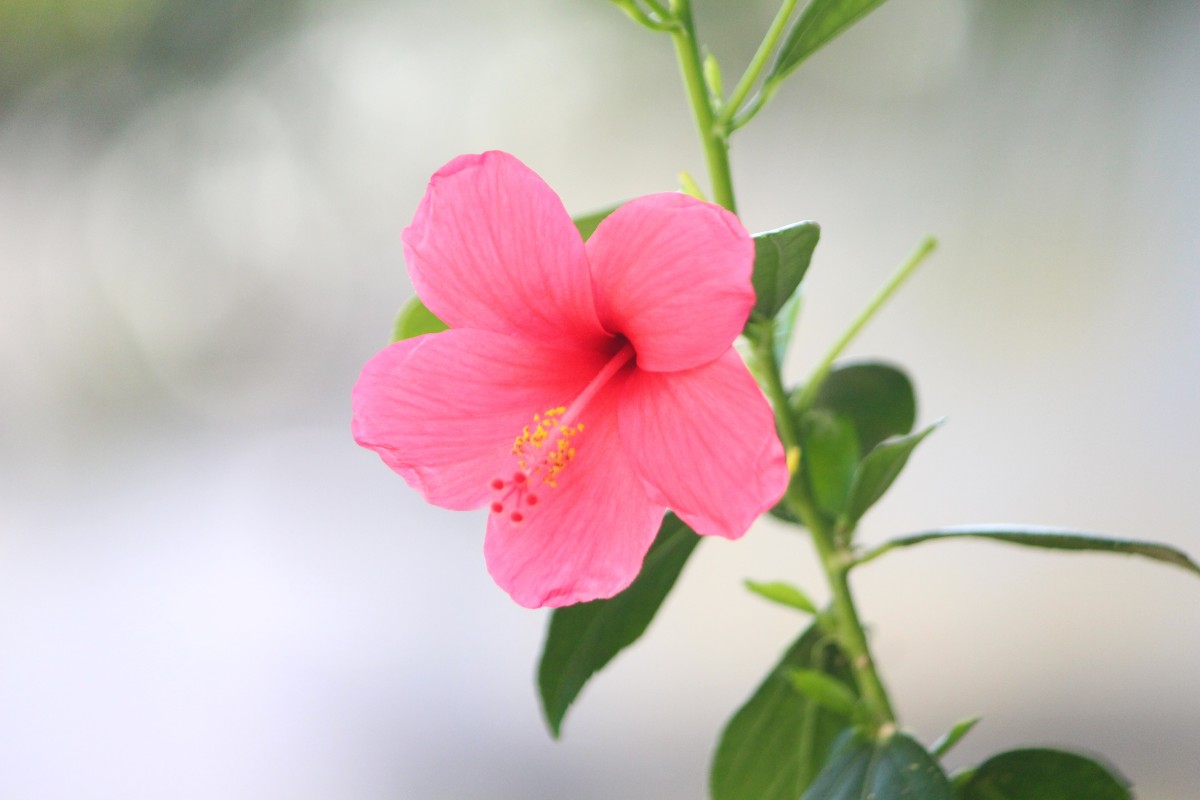 Chinese roos (Hibiscus rosa-sinensis): van kweken tot snoeien