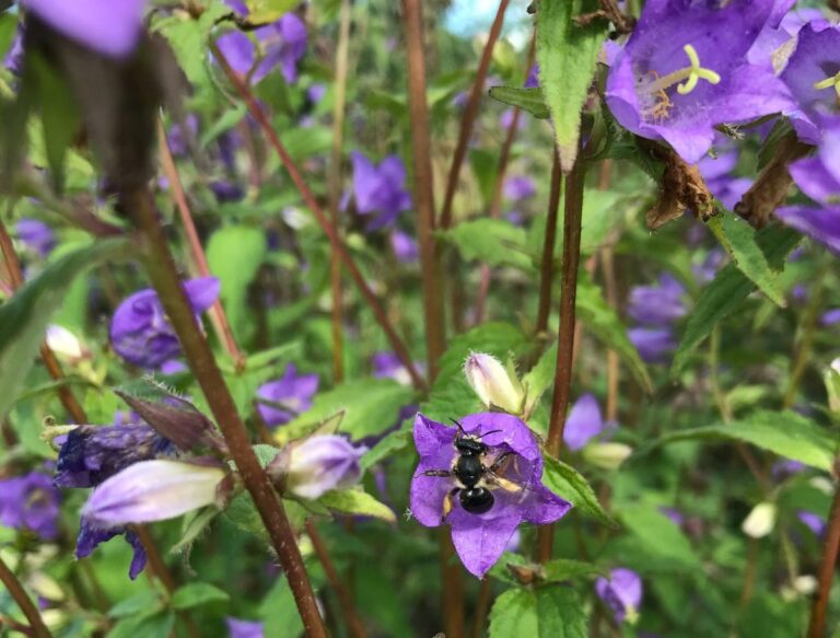 Top-29 planten met paarse bloemen voor je tuin - Gardeners World