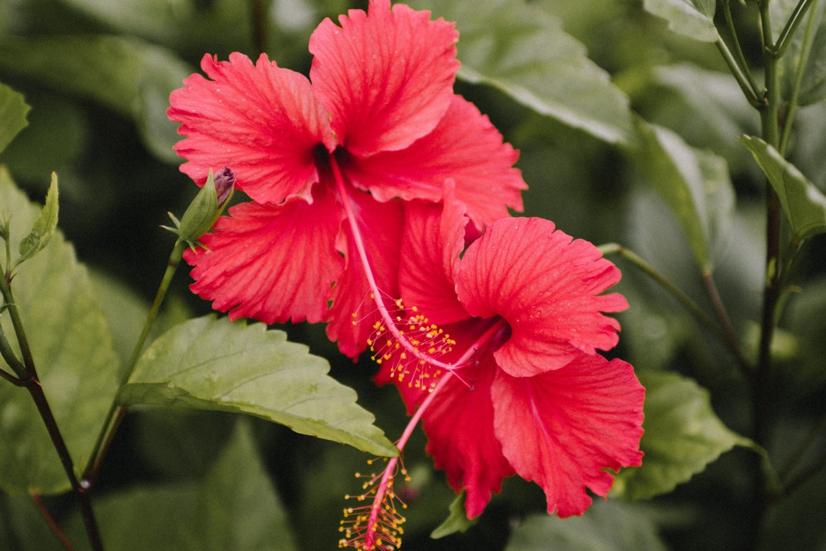 Chinese roos (Hibiscus rosa-sinensis): van kweken tot snoeien