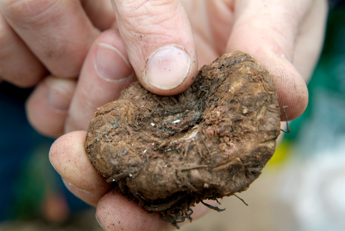 Knolbegonia's overwinteren: zo pak je dat aan - Gardeners World