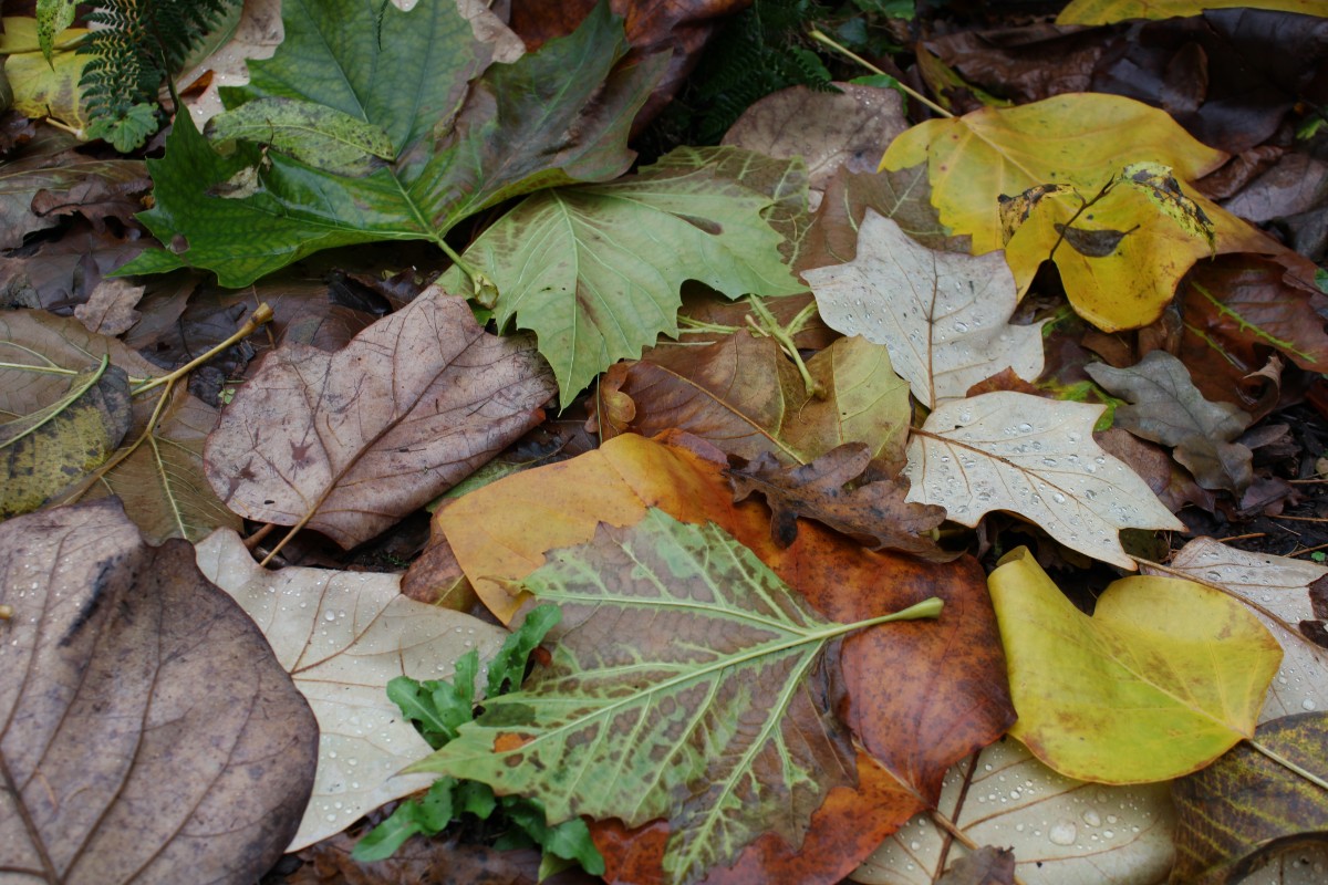 Welke bodemdieren leven er in je grond? - Gardeners World
