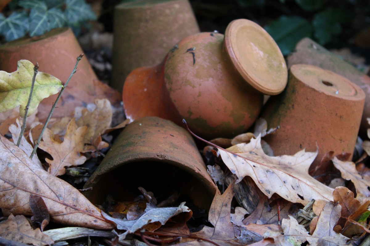 Welke bodemdieren leven er in je grond? - Gardeners World