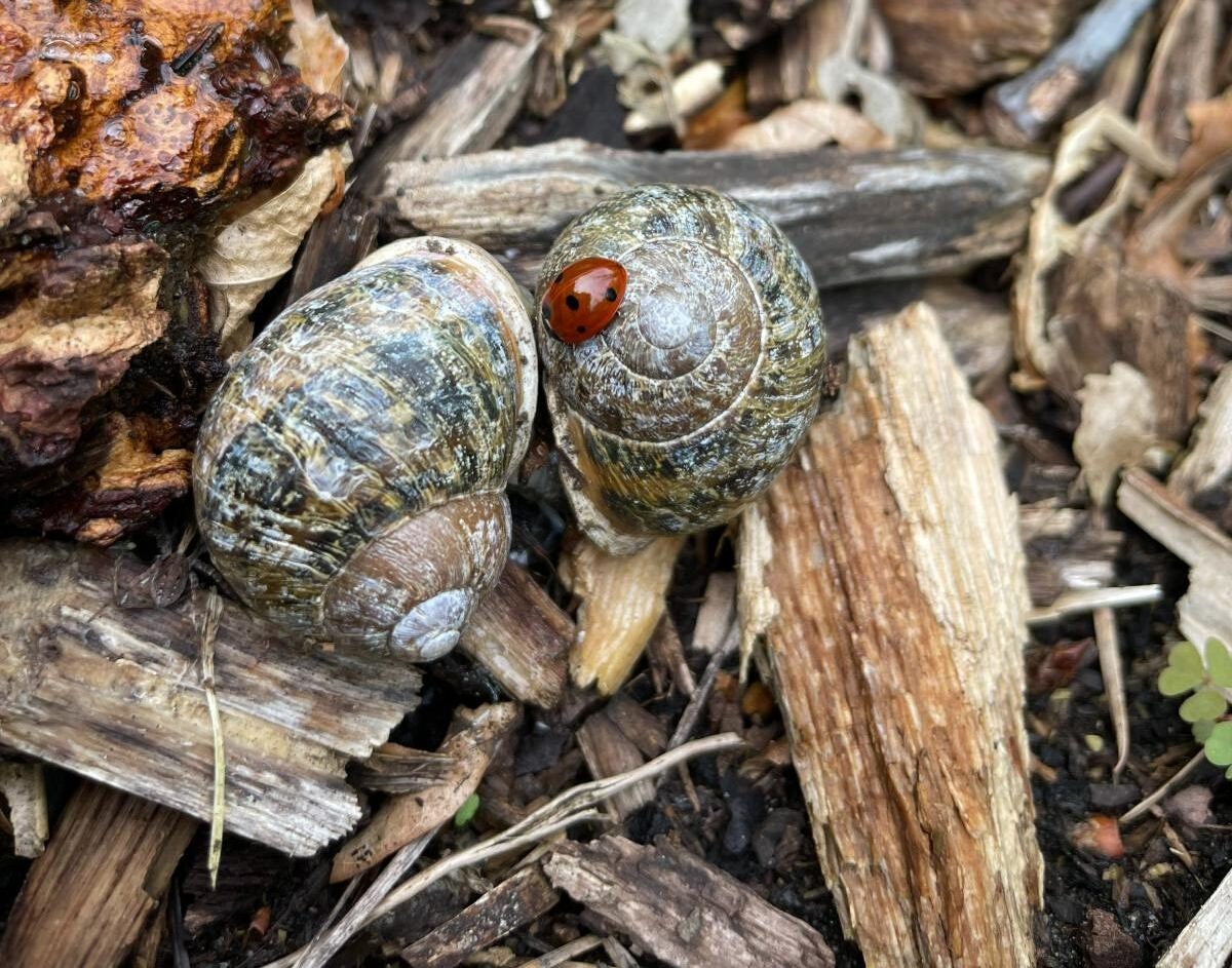 Welke bodemdieren leven er in je grond? - Gardeners World