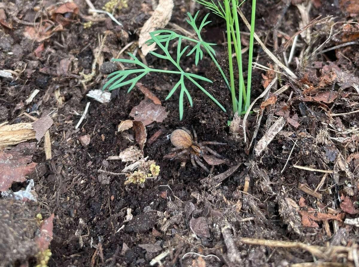 Welke bodemdieren leven er in je grond? - Gardeners World