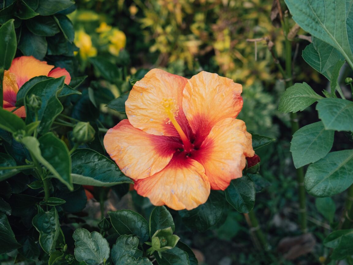 Chinese roos (Hibiscus rosa-sinensis): van kweken tot snoeien