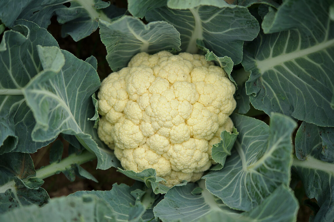 Bloemkool: kweken, standplaats & ziektes