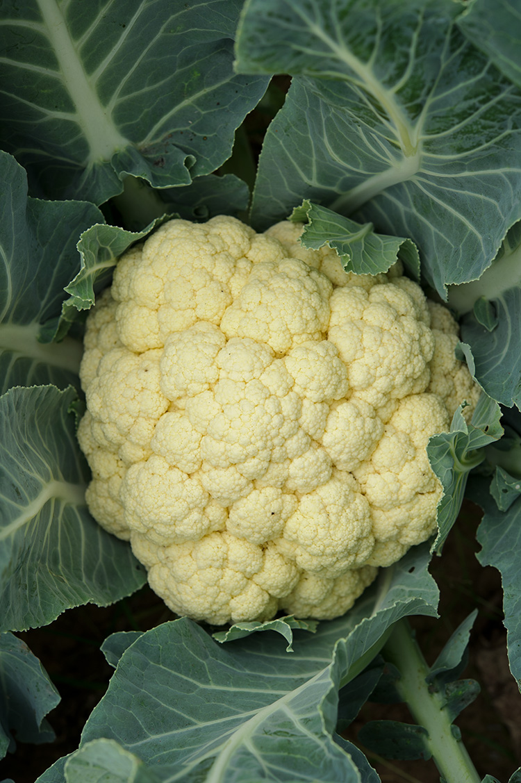 Bloemkool: kweken, standplaats & ziektes