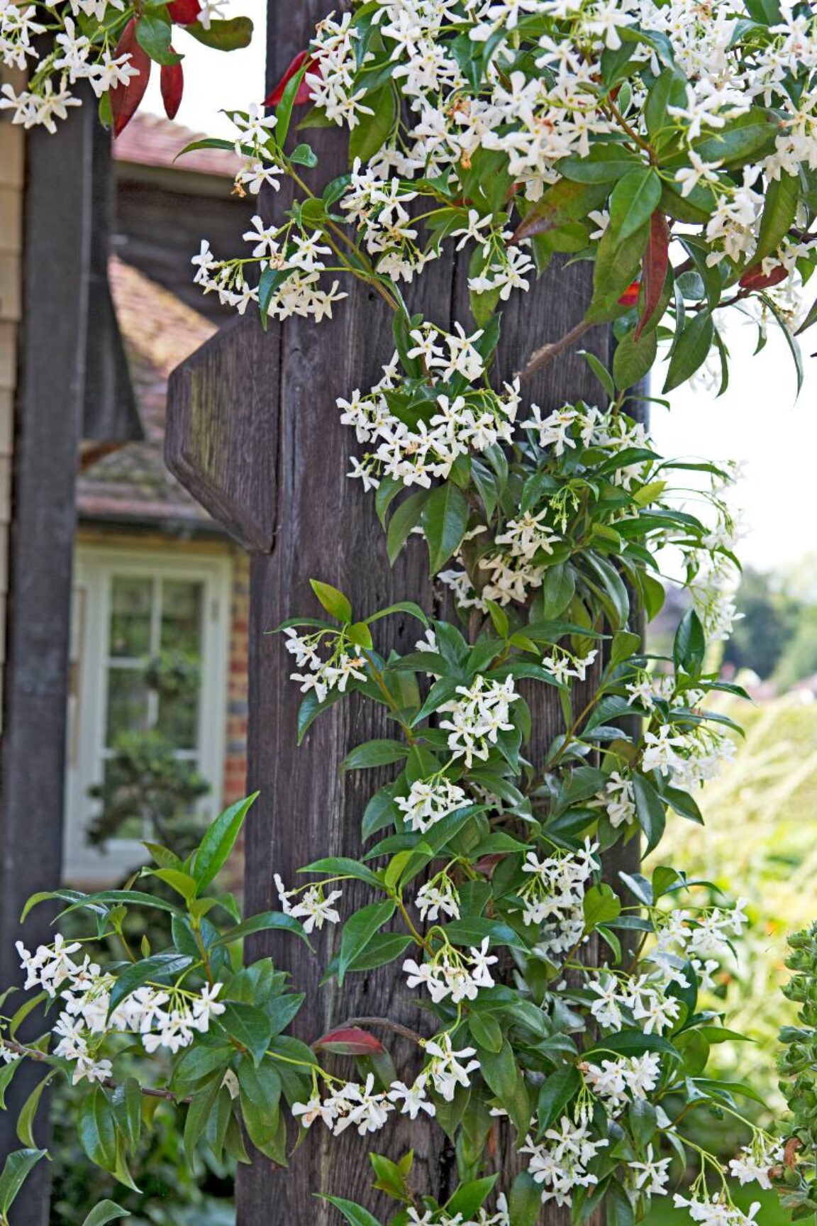 Toscaanse jasmijn: stekken, planten en verzorgen