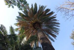 Laat je inpalmen door de palm - Gardeners World