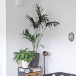 Laat je inpalmen door de palm - Gardeners World