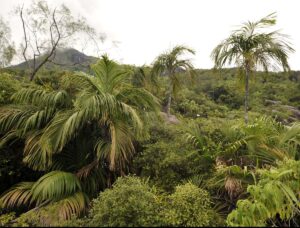 Laat je inpalmen door de palm - Gardeners World