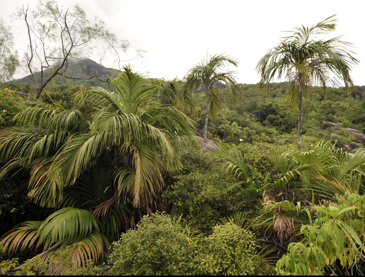 Laat je inpalmen door de palm - Gardeners World