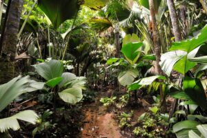 Laat je inpalmen door de palm - Gardeners World