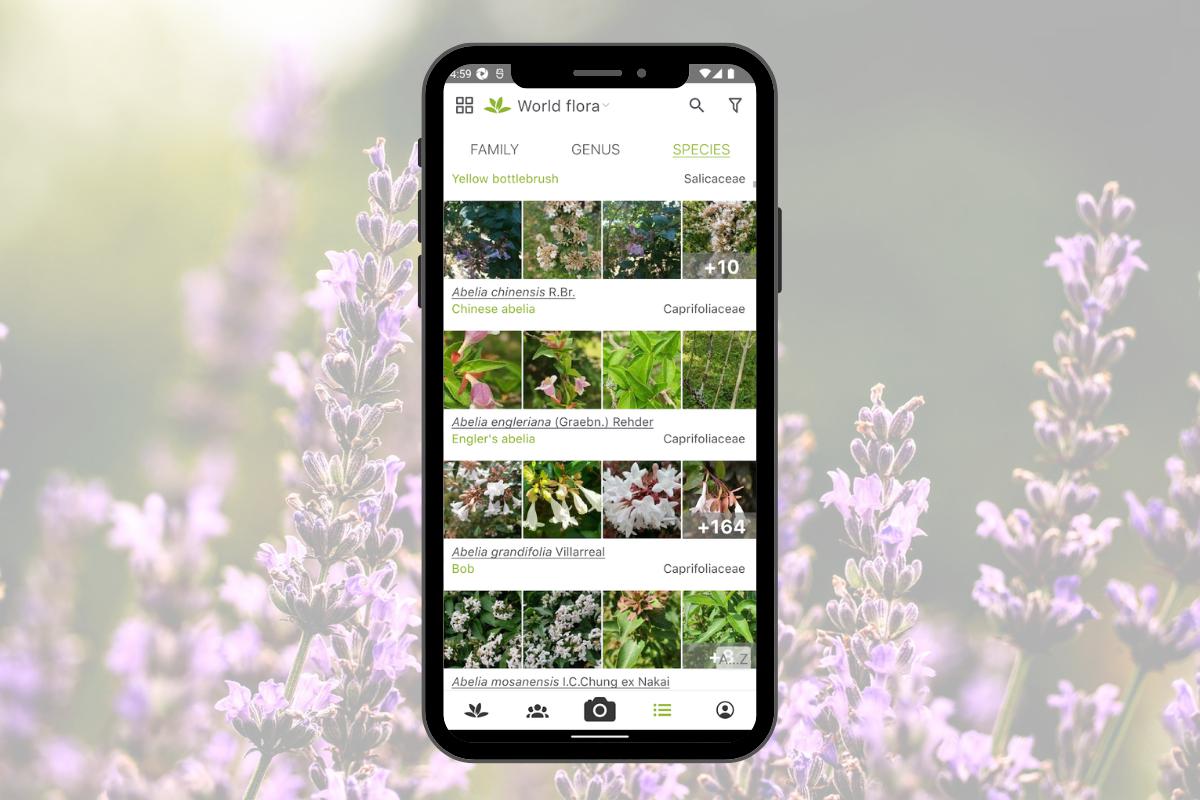 Planten herkennen met apps: de beste keuze - Gardeners World