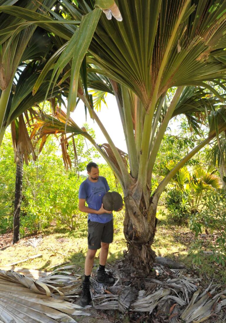 Laat je inpalmen door de palm - Gardeners World