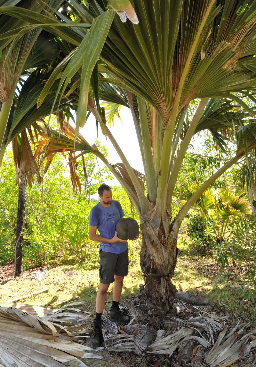 Laat je inpalmen door de palm - Gardeners World