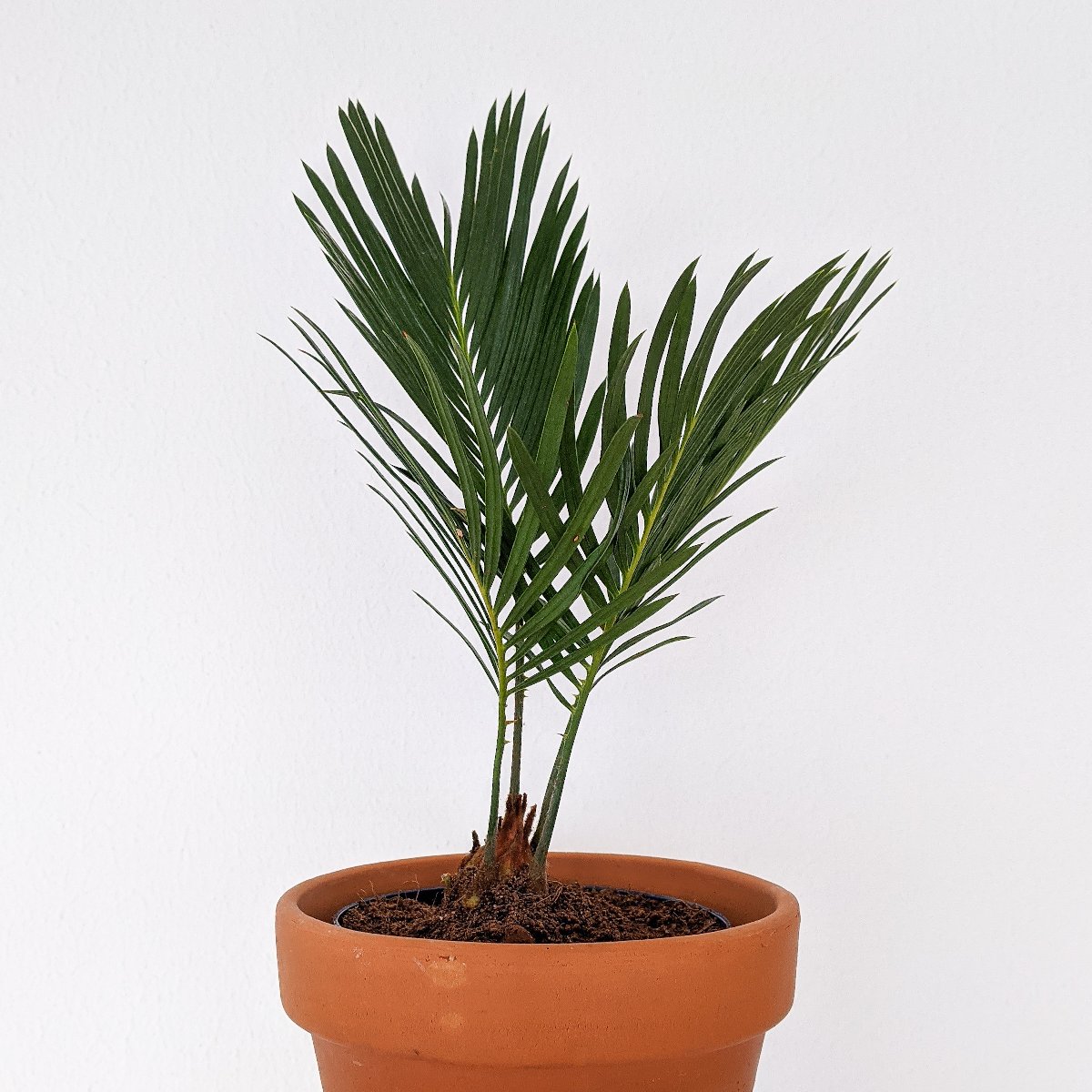 Laat je inpalmen door de palm - Gardeners World