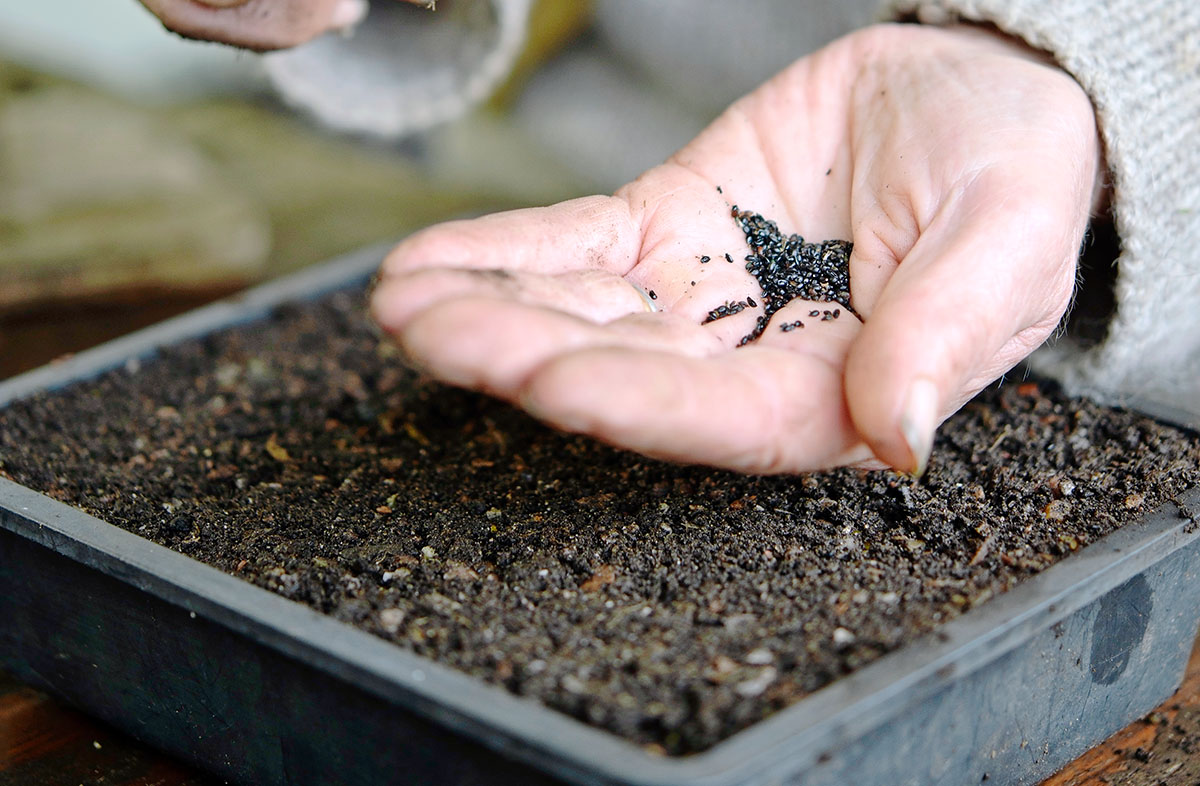 Deze 12 dingen doe je begin februari in de tuin - Gardeners World