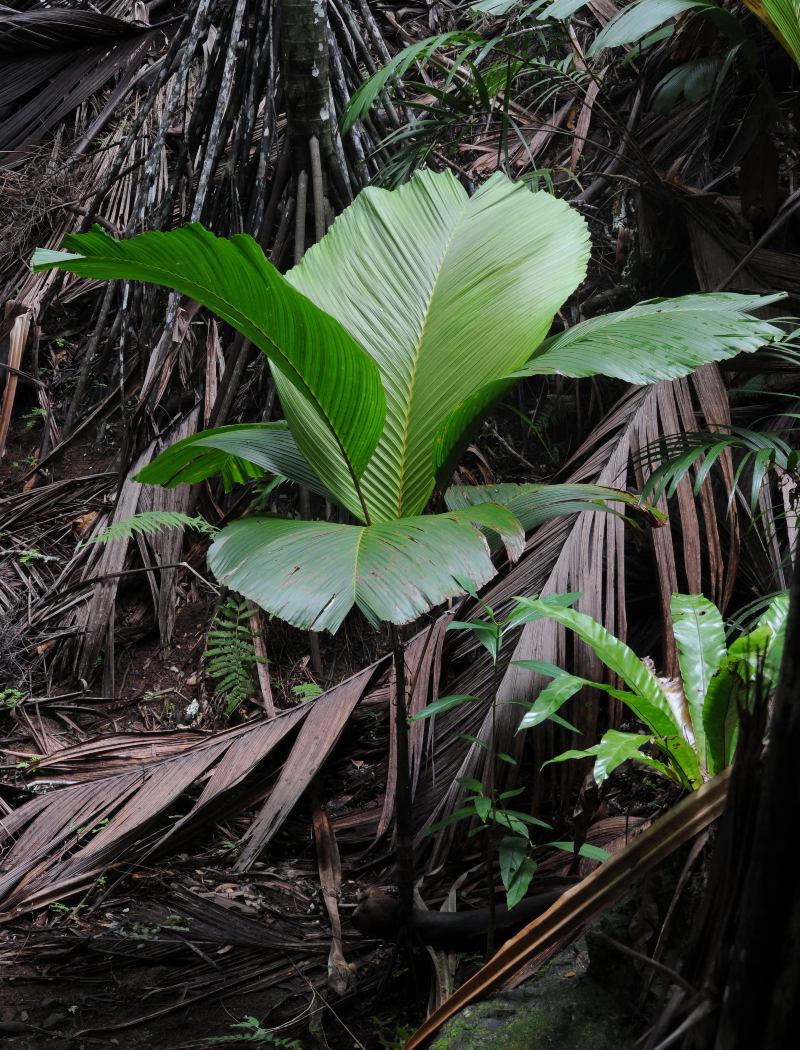 Laat je inpalmen door de palm - Gardeners World
