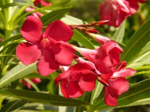 Oleander: snoeien, stekken, verzorgen & giftig? - Gardeners World