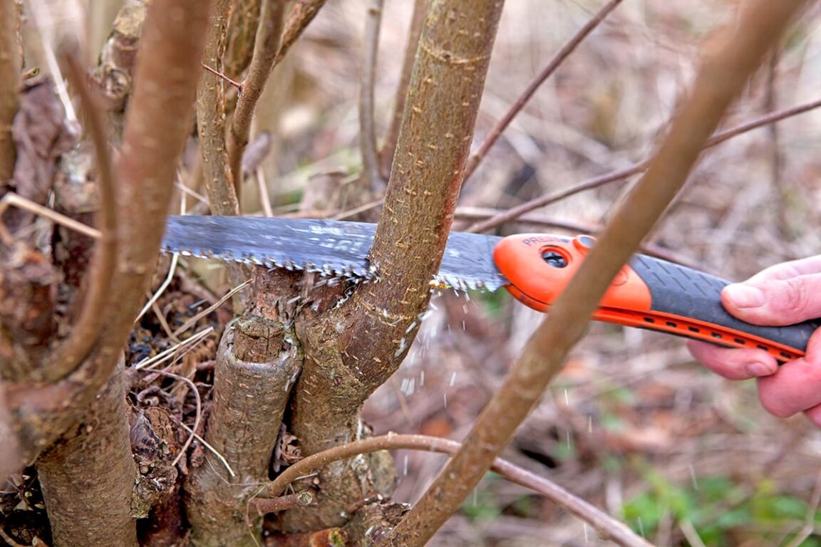 Wilgen knotten, wanneer en hoe doe je dat? - Gardeners World