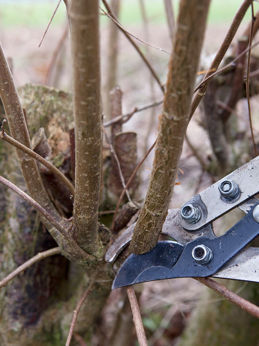 Wilgen knotten, wanneer en hoe doe je dat? - Gardeners World