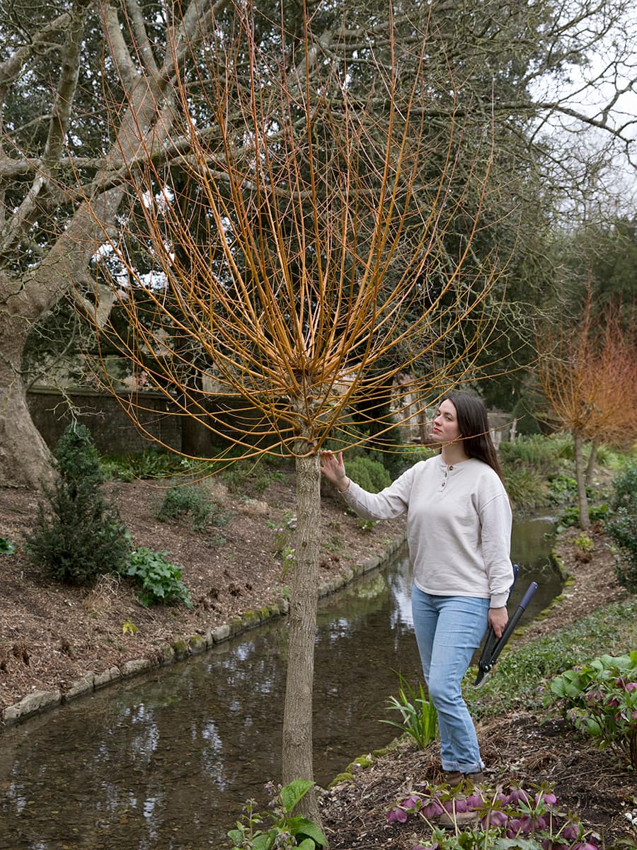 Wilgen knotten, wanneer en hoe doe je dat? - Gardeners World