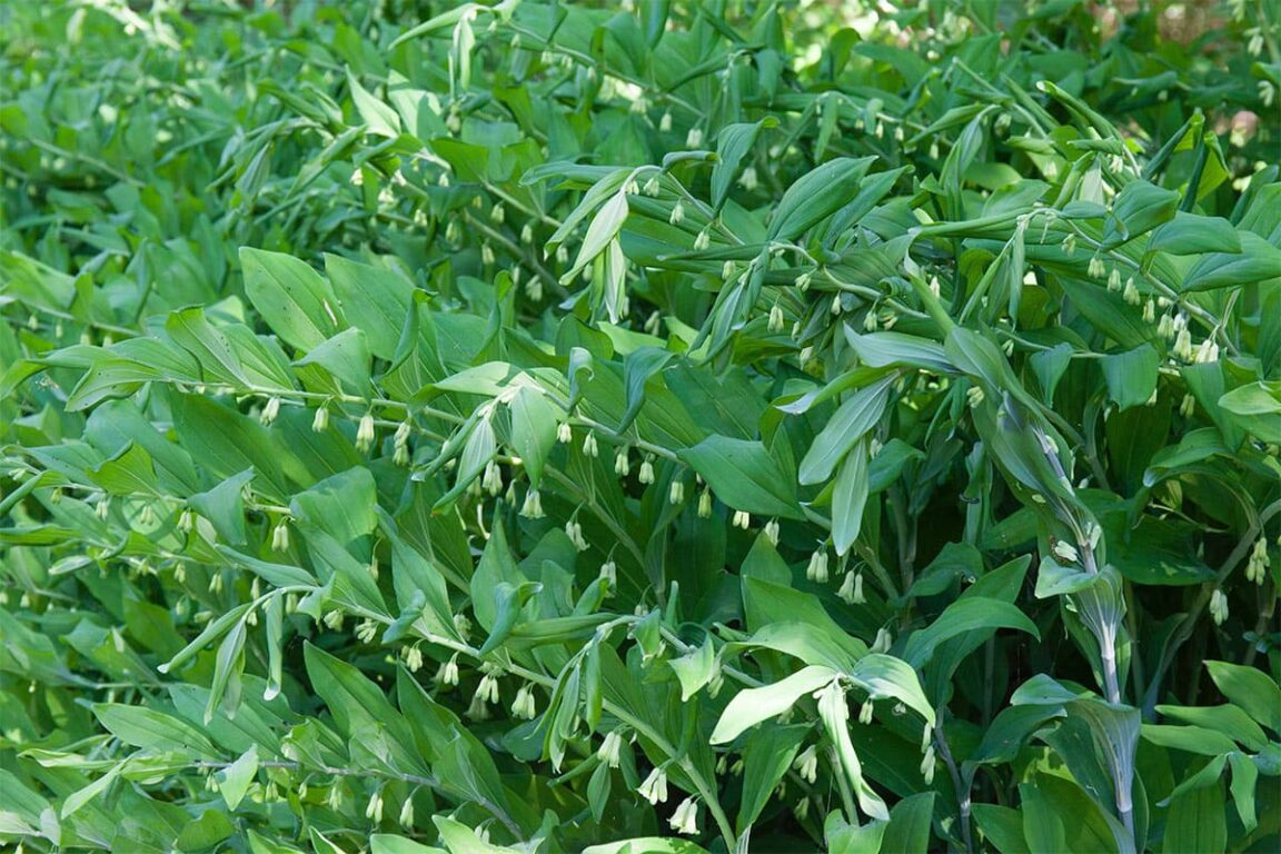 Gewone salomonszegel (Polygonatum multiflorum)