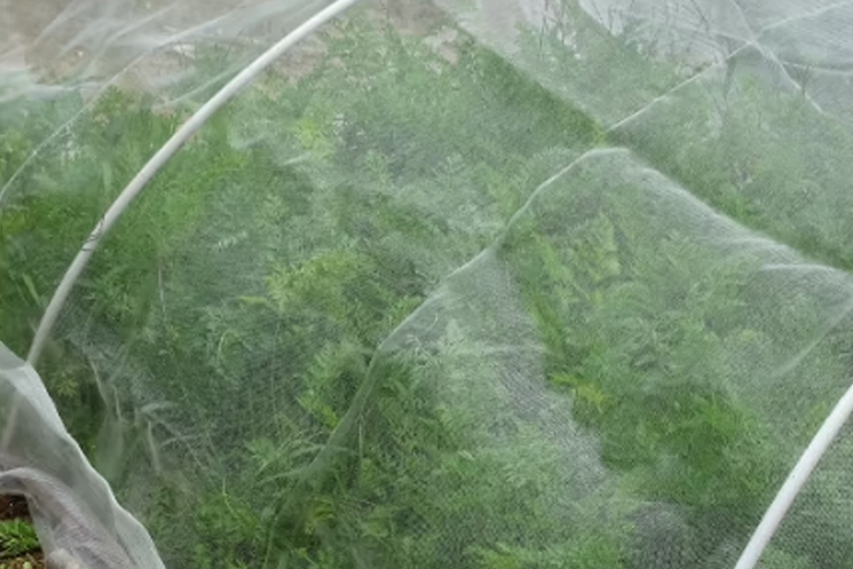 Insectengaas: biologische bescherming voor jouw moestuin - Gardeners World