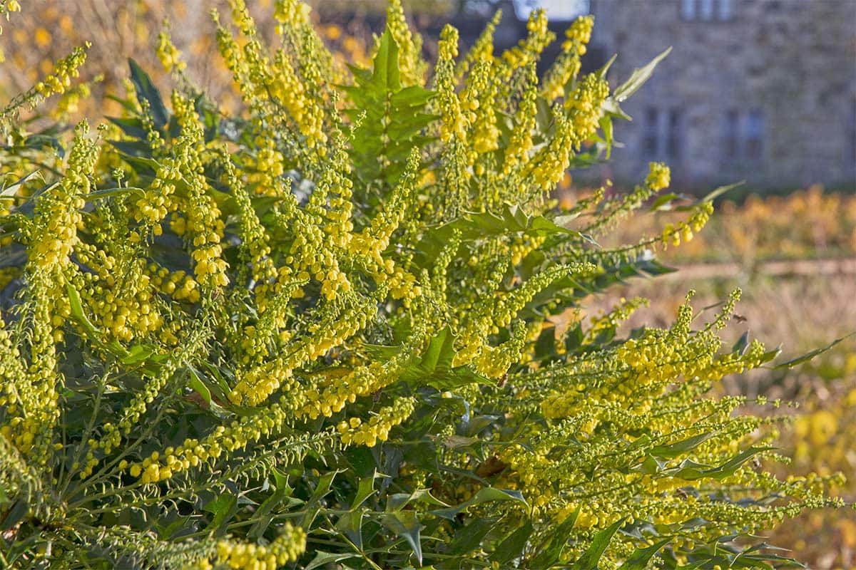 Groenblijvende struiken: 21 mooie soorten - Gardeners World
